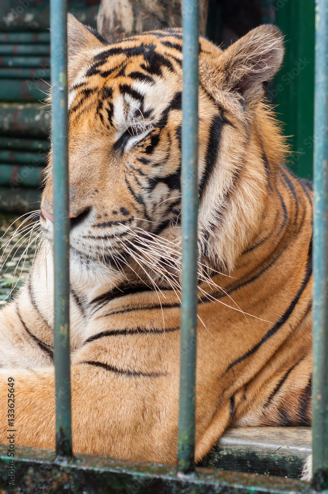 tiger relaxing in a breeding cage. healthy tiger. protect from ...