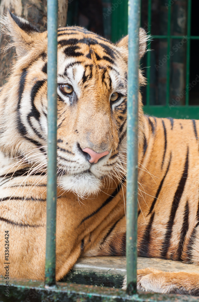 tiger relaxing in a breeding cage. healthy tiger. protect from ...