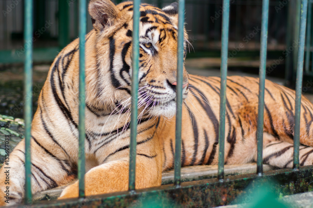 tiger relaxing in a breeding cage. healthy tiger. protect from ...