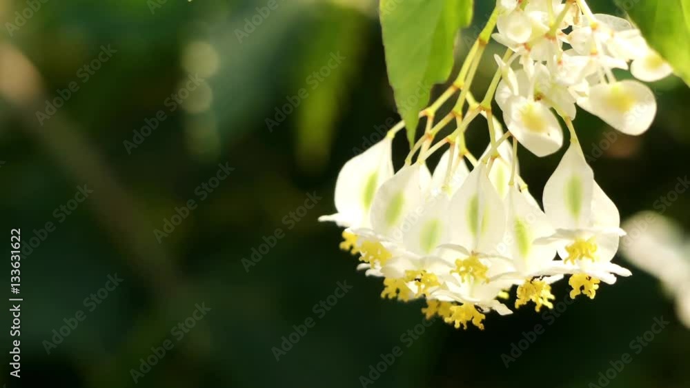 Begonia undulata. Begonia is genus of perennial flowering plants in ...