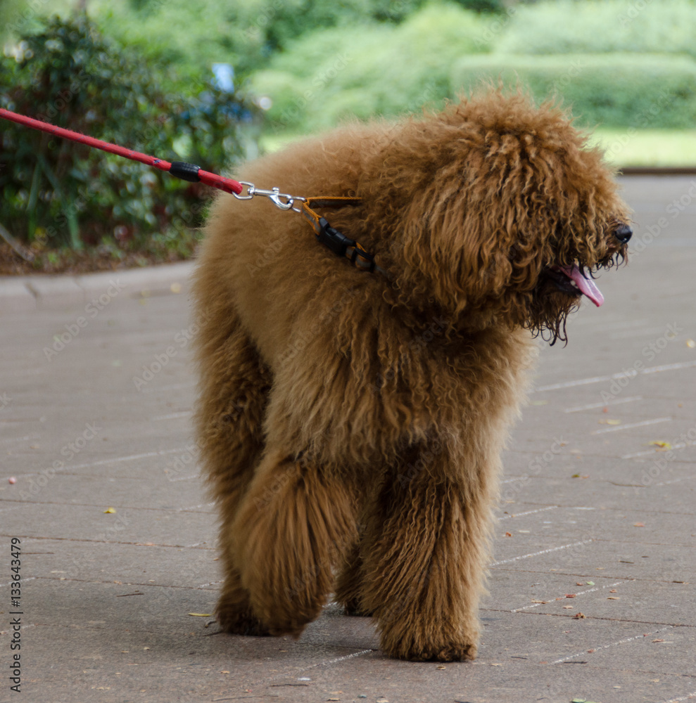 Shaggy Dog