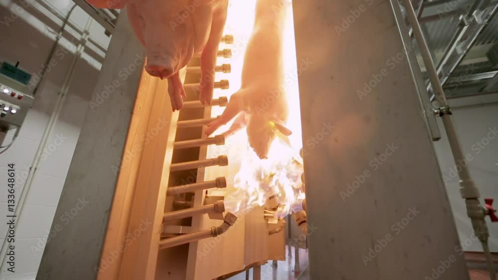 Firing pig carcasses. Heat treatment. Pigs in slaughterhouse burn ...