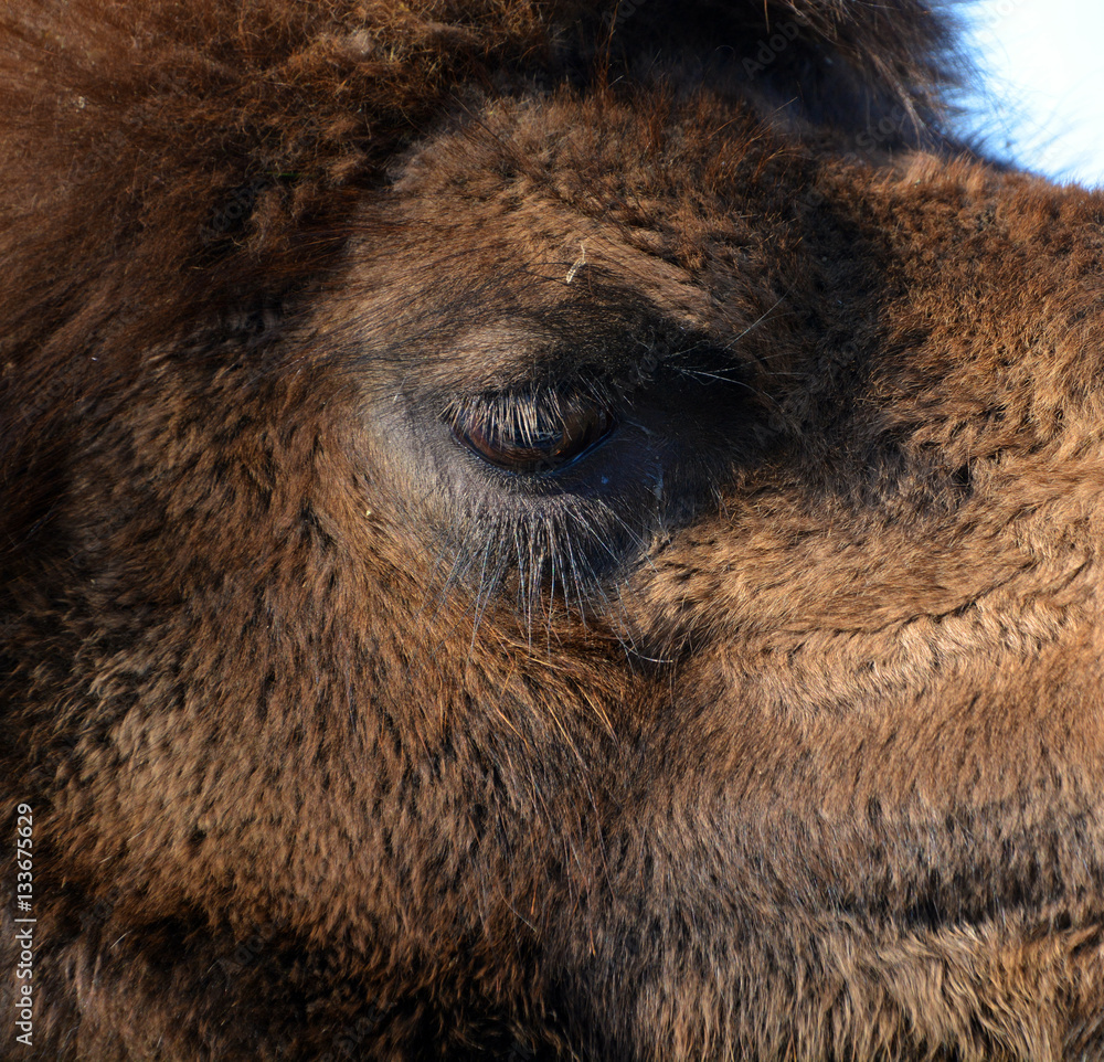 Camel is an ungulate within the genus Camelus, bearing distinctive ...