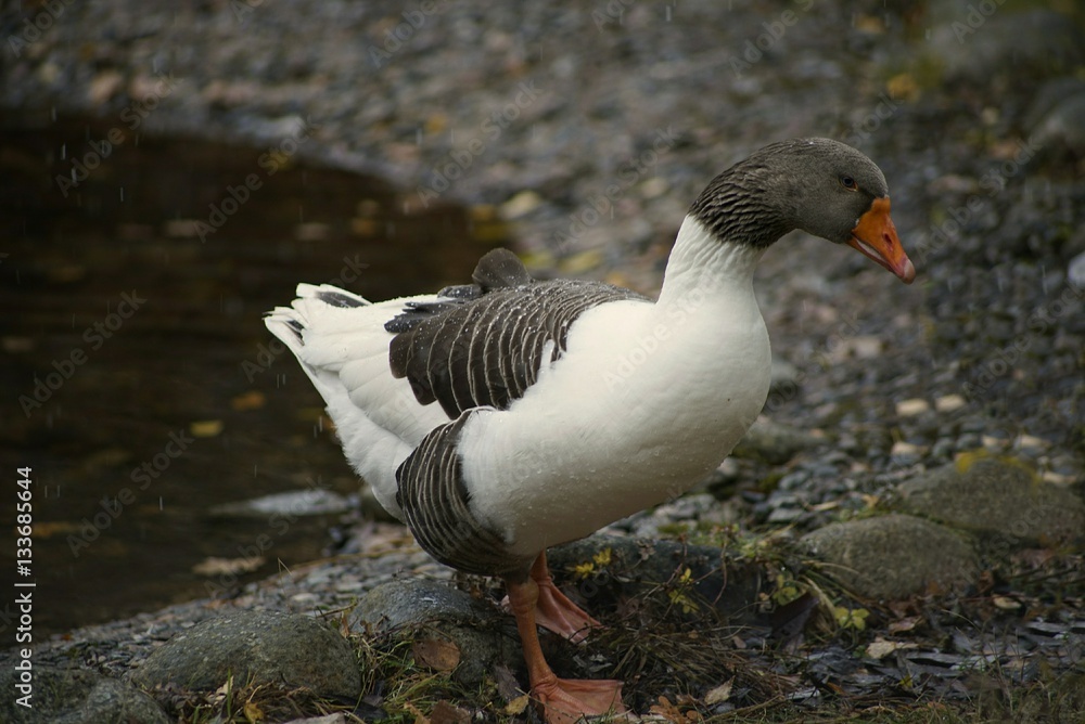 Freezing angry goose, heading up from the pond Stock Photo | Adobe Stock