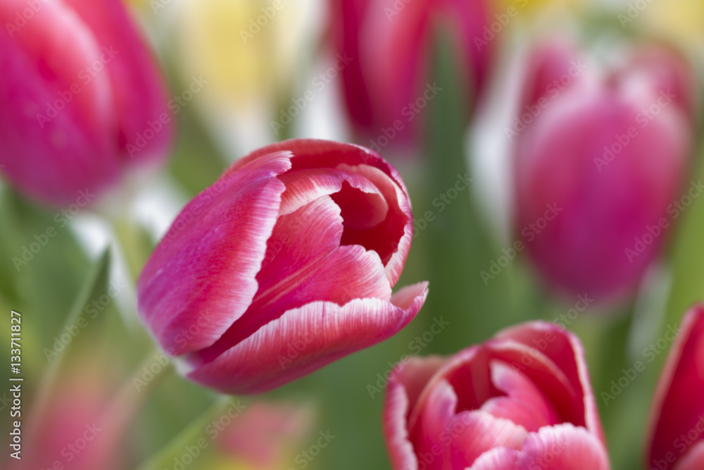 Tulips in flower Spring photographed using soft focus technique Stock ...