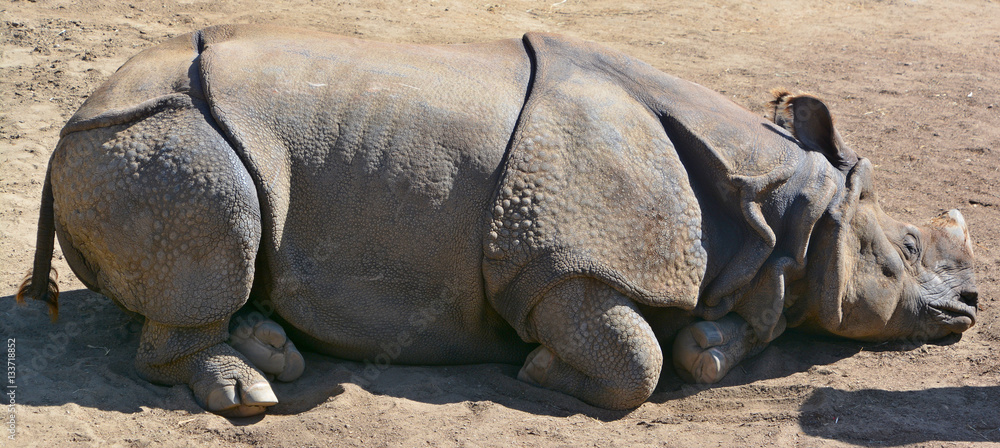 The Indian Rhinoceros (Rhinoceros unicornis) is also called Greater One ...