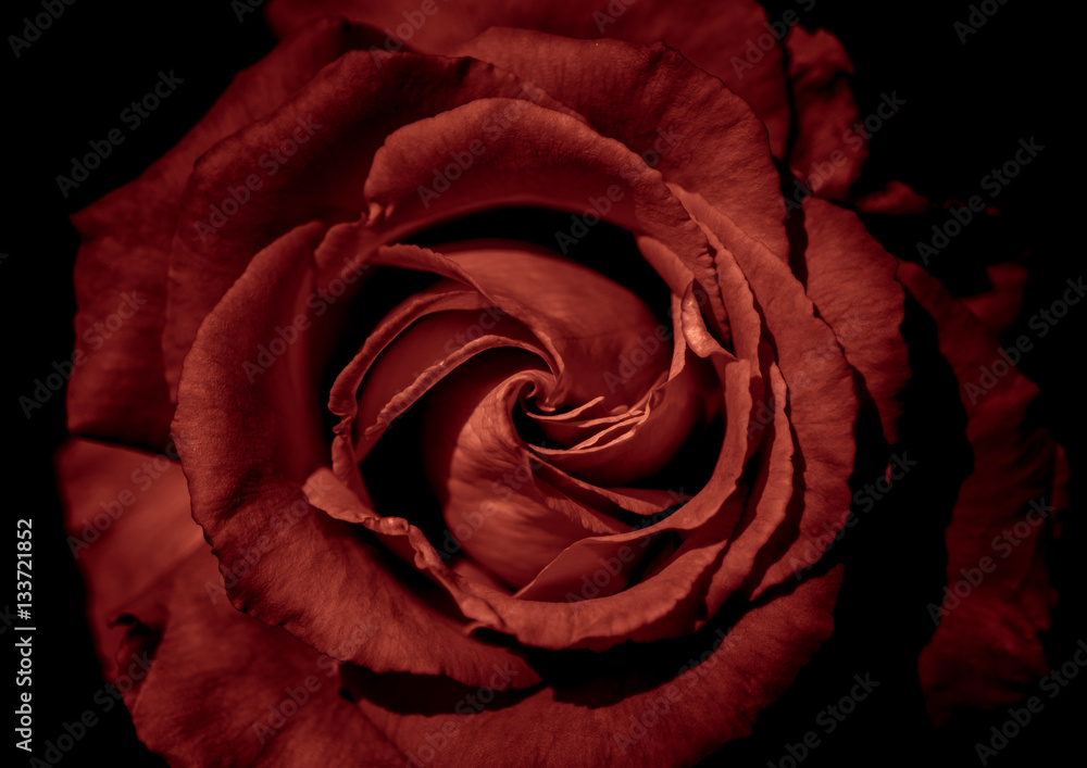 Abstract Rose with Black background Stock Photo | Adobe Stock