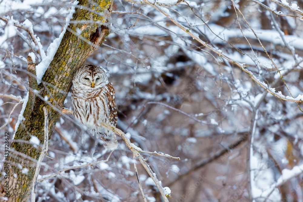 The barred owl is a large typical owl native to North America. Best ...