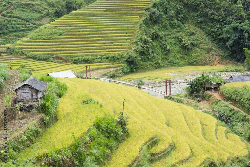 Asia rice field by harvesting season in Mu Cang Chai district, Yen Bai ...