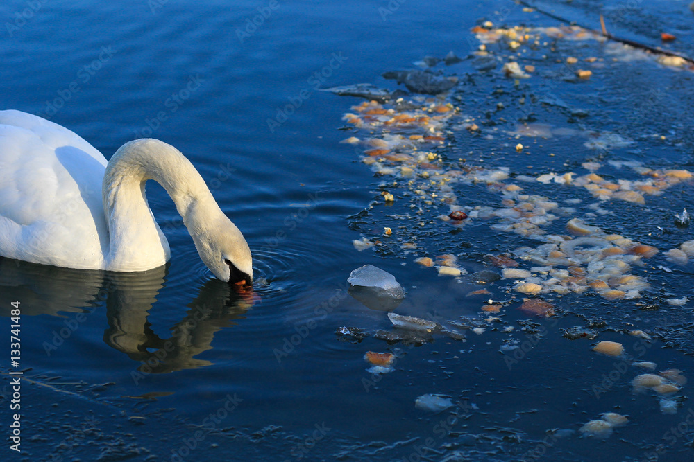 Lonely swan eating bread and vegetables in a frozen Danube river Stock ...