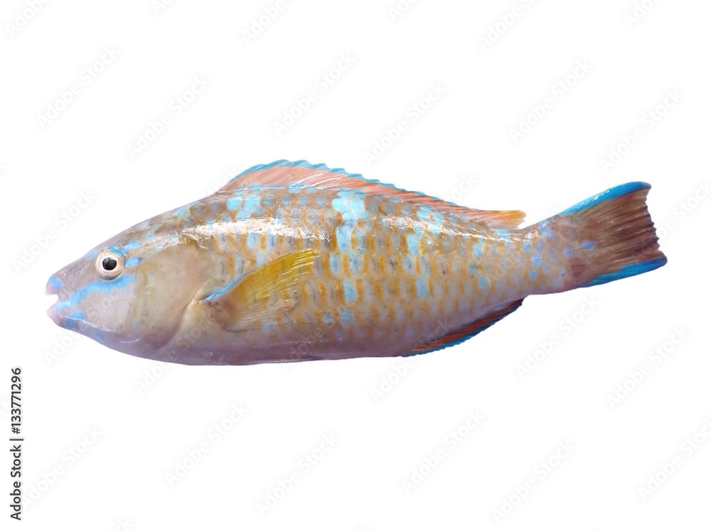 Parrot fish isolated on white background Stock Photo | Adobe Stock