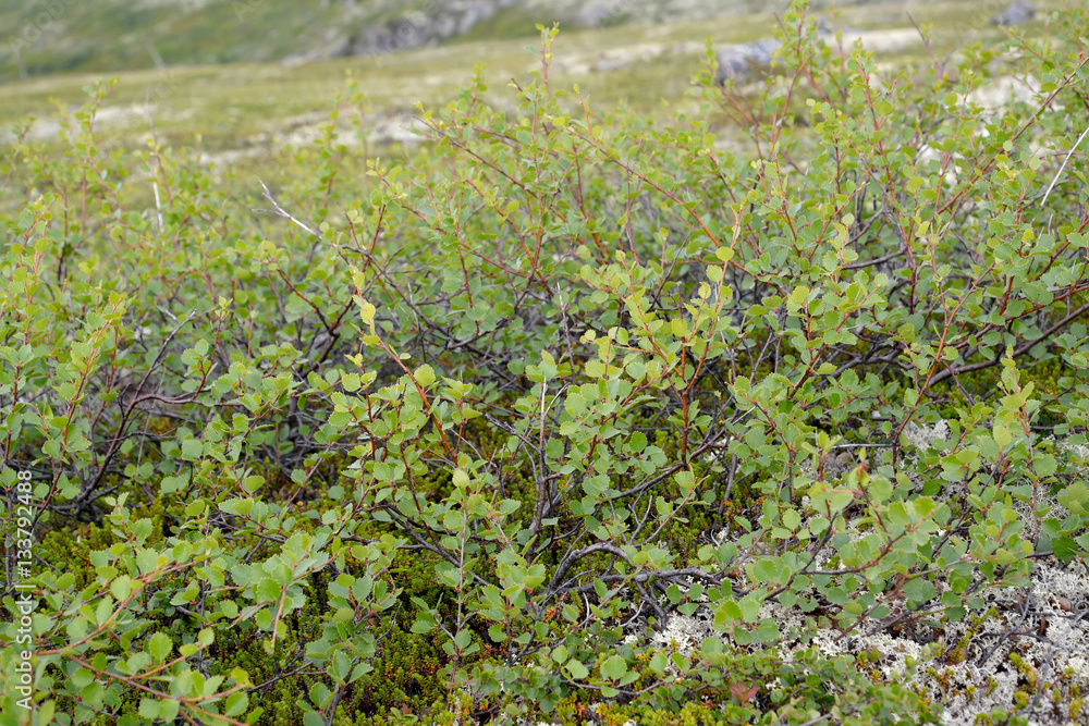 Dwarfish birch (Betula nana L.) in the north of the Kola Peninsu Stock ...