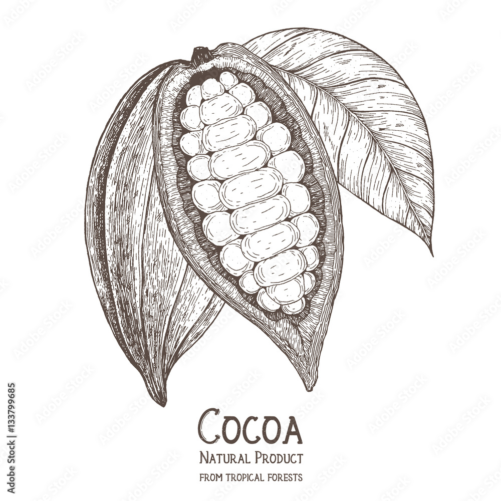 Cocoa pod vector illustration. Hand drawn cocoa beans. Design template ...