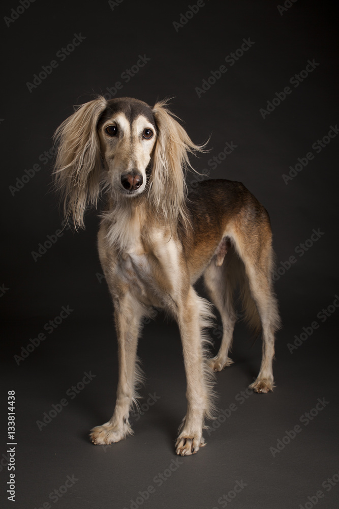 Saluki Studio Stock Photo | Adobe Stock