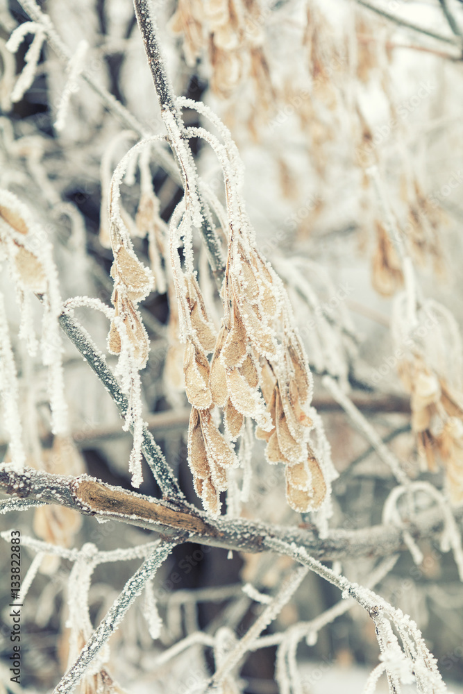 Branch maple tree with seeds in snow. Winter background. Maple tree ...