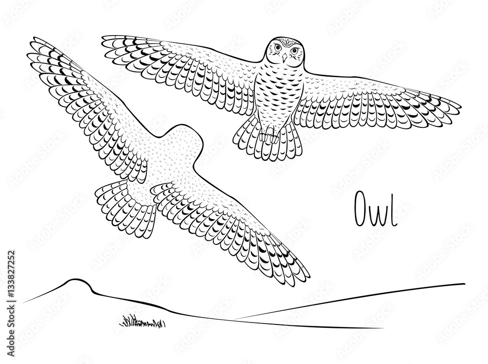 Black graphic line drawing of a flying night owl predator, front and ...