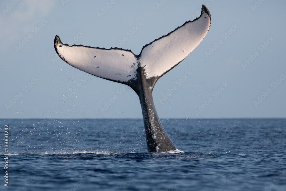 Buckelwal, Megaptera novaeangliae, humpback whale, Schwanzflosse ...