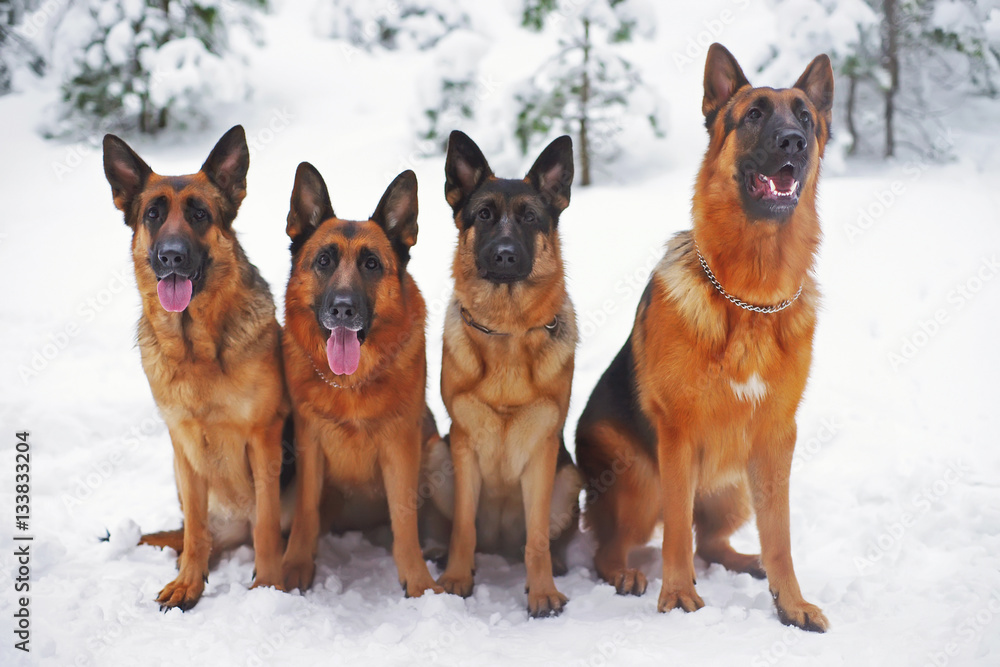 German Shepherd Wallpaper In Snow