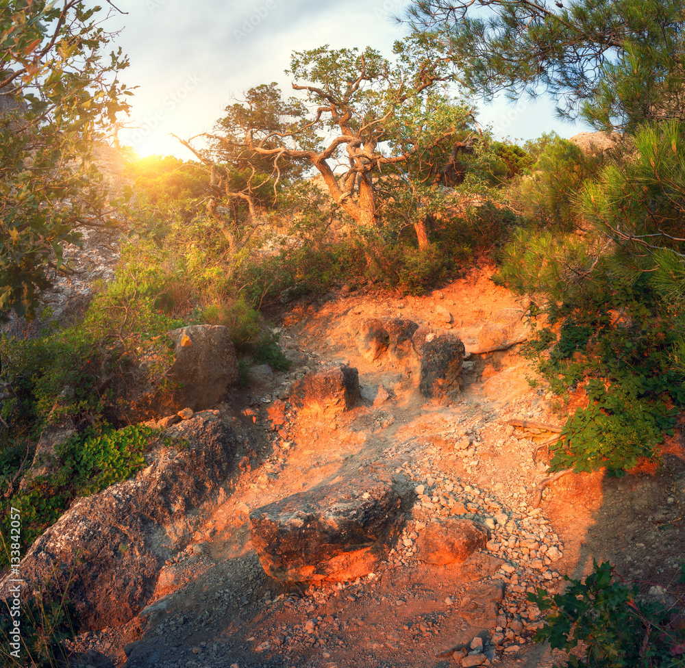Mountain forest with trail at sunrise. Beautiful panoramic landscape ...