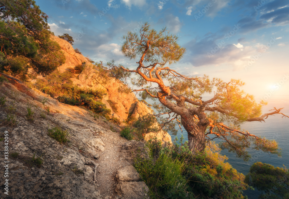 Tree on the mountain at sunrise. Colorful landscape with old tree, sea ...