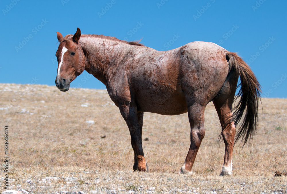 Red Roan Wild Stallion mustang in the Pryor Mountain Wild Horse Range ...