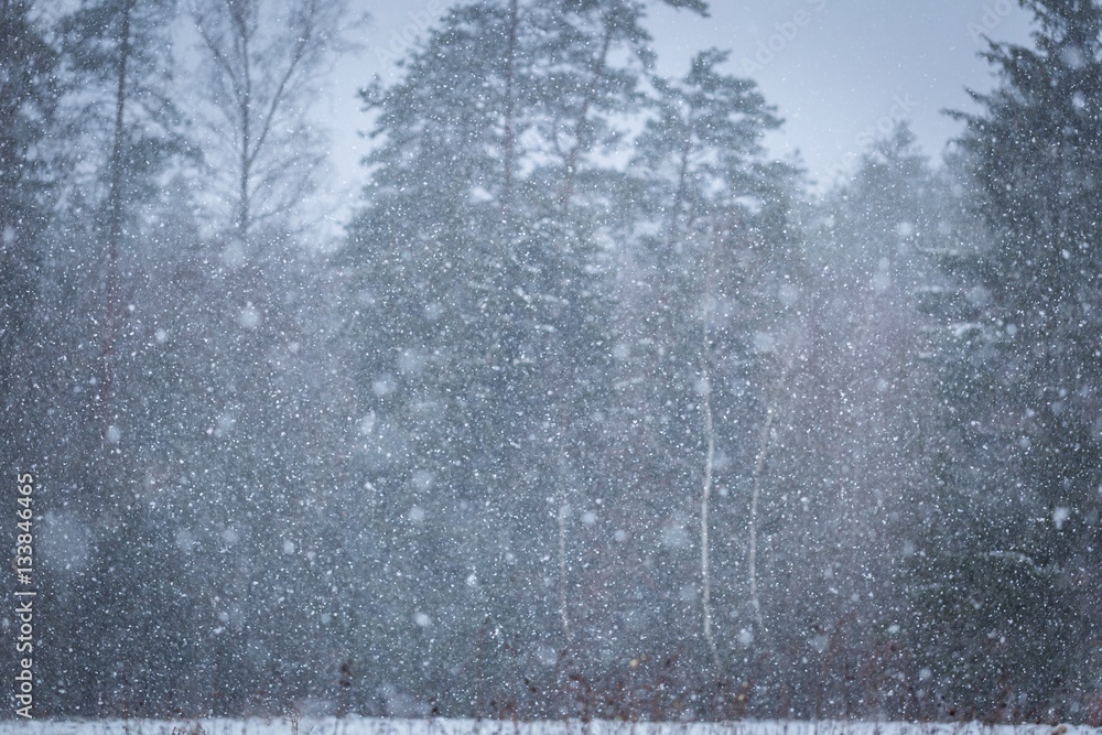 Close up of falling snow flakes on forest background Stock Photo ...