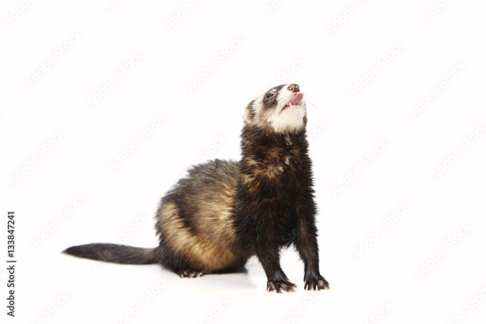 Dark pretty ferret on white background posing for portrait in studio ...