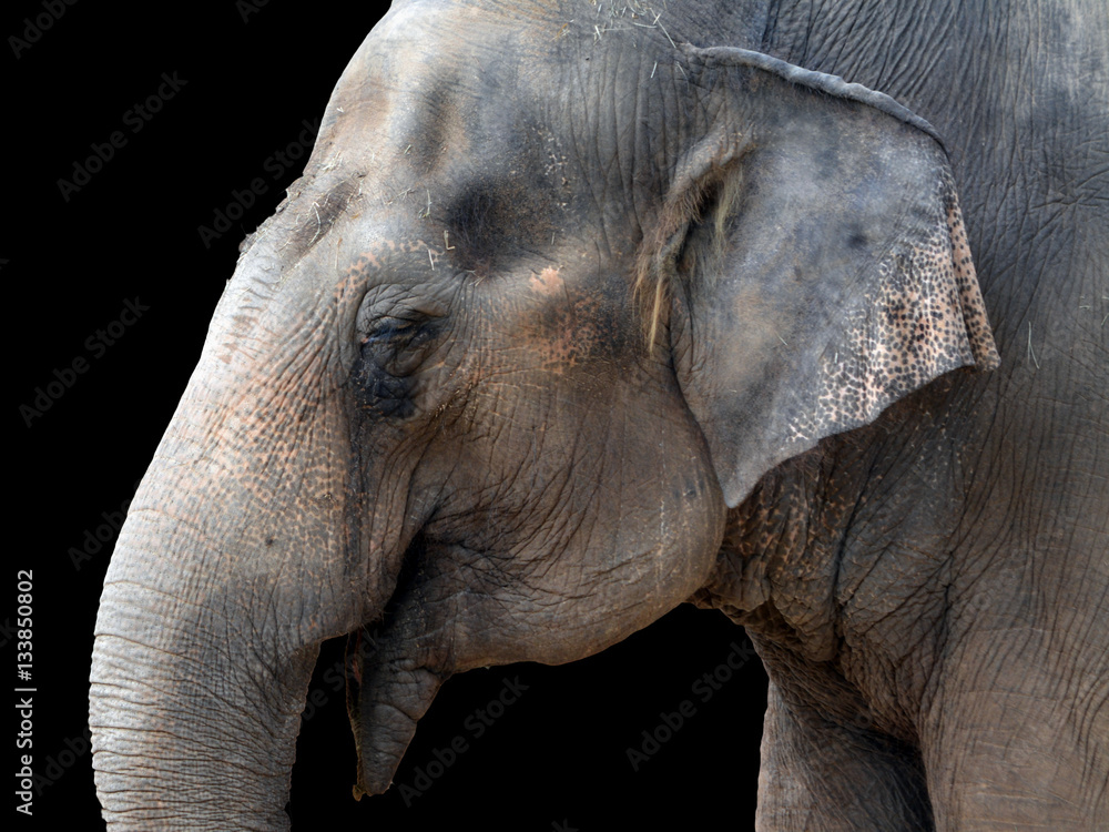 Asian Elephant Head NEW Balinese Hand Carved Wooden Elephant Head Wall