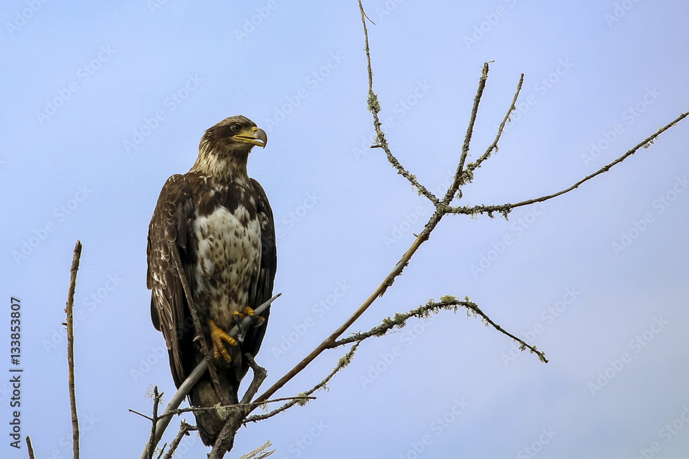 Golden Eagles Perching