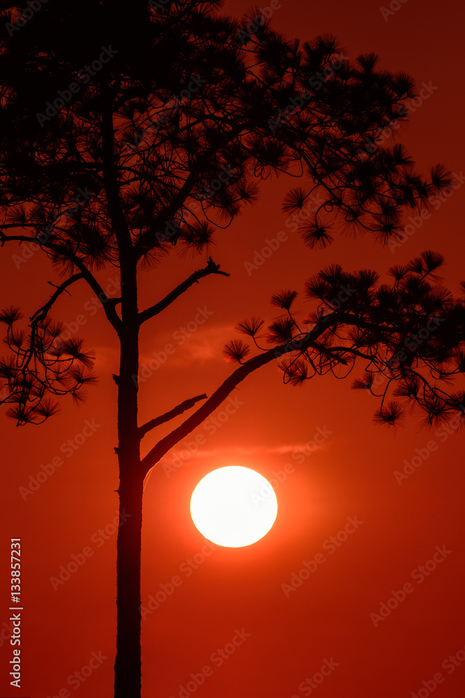 Silhouette of a tree in the sunset. Stock Photo | Adobe Stock