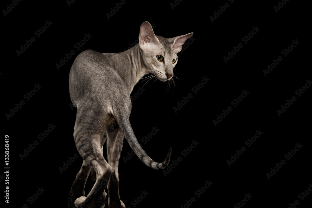 Back View Of Cat Standing