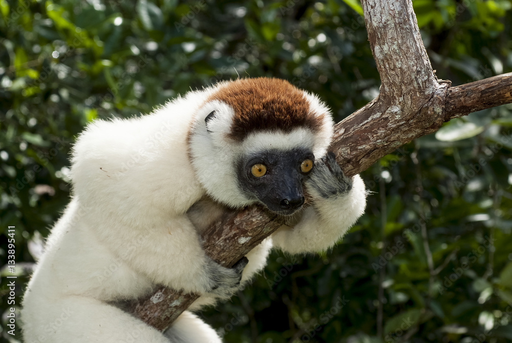 Propithèque de Verreaux, Lémurien, Propithecus verreauxi, Madagascar ...