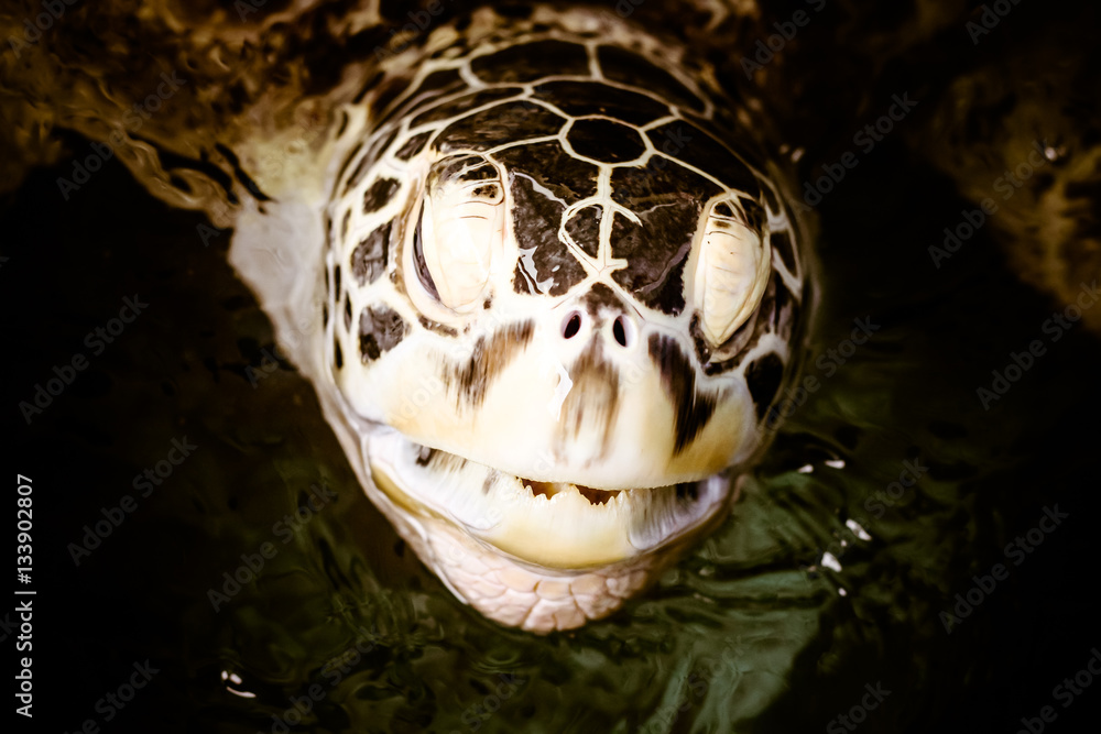 Close up crop of Hawksbill Sea Turtle's face smiling for camera Stock ...