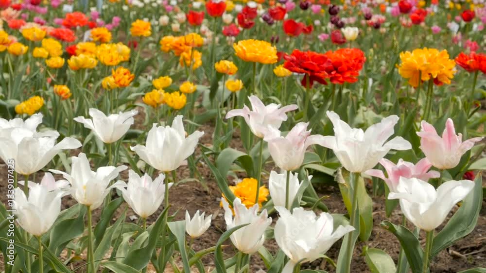 Beautiful multicolor tulips closeup. Static shot. Full HD, 1080p Stock ...