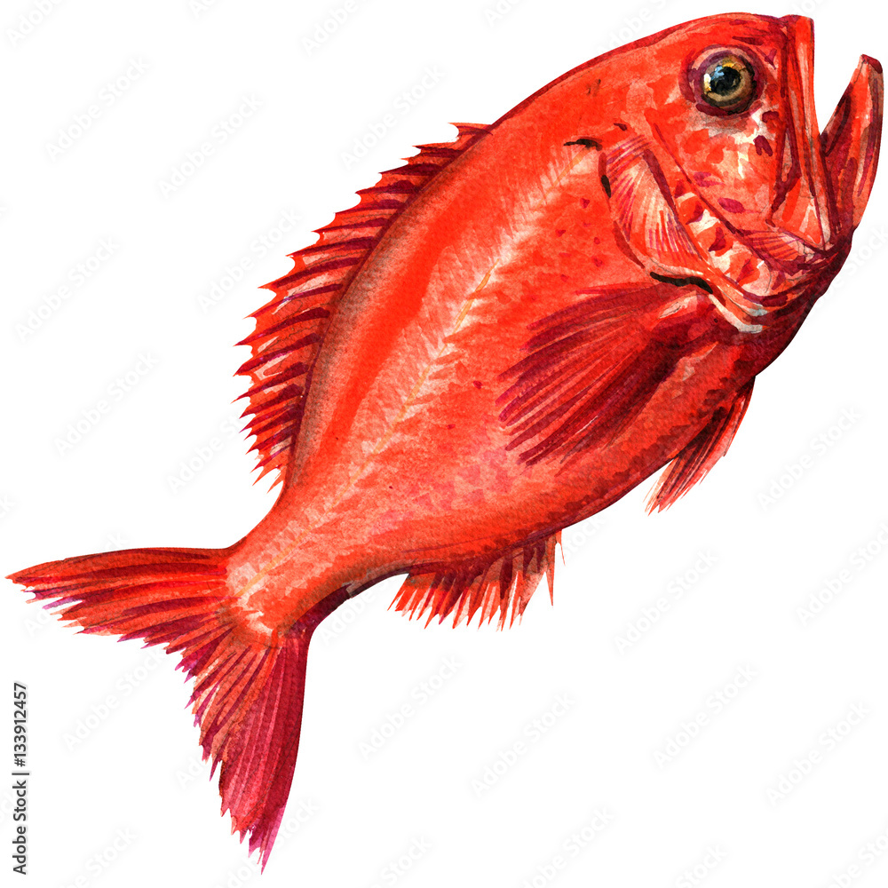 Red beryx decadactylus fish seafood isolated, watercolor illustration ...
