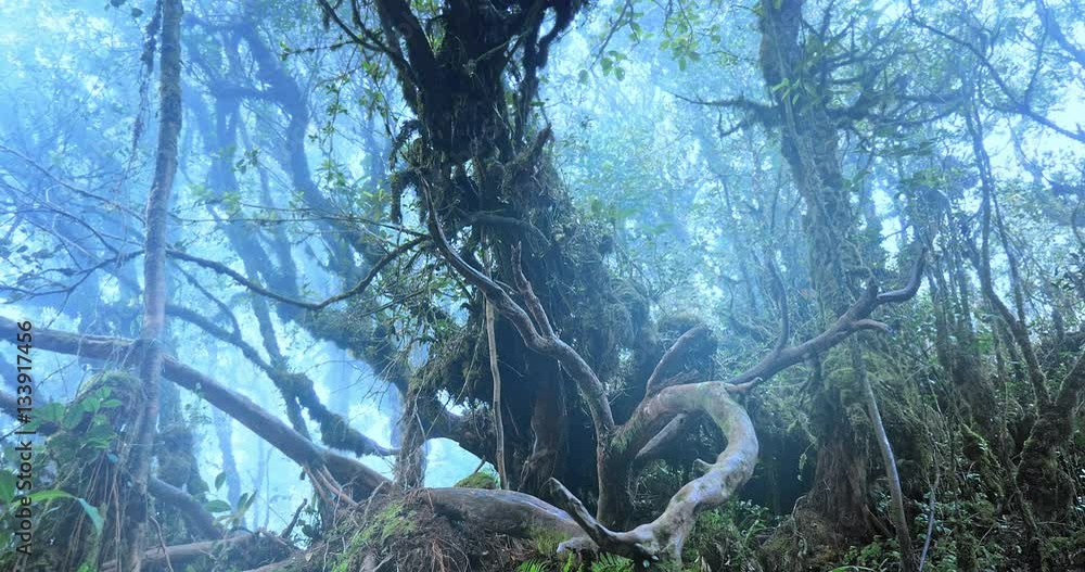 Vidéo Stock Clouds of moving mist and fog in wilderness of humid forest ...