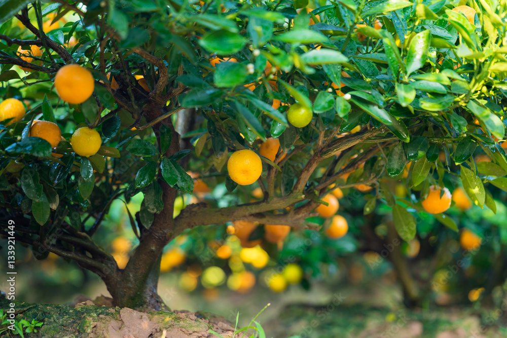Kumquat, the symbol of Vietnamese lunar new year. In nearly every ...