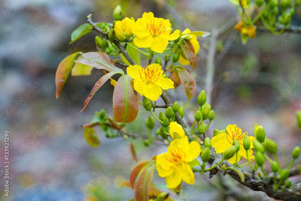 Ochna integerrima, the symbol of Vietnamese lunar new year in south ...