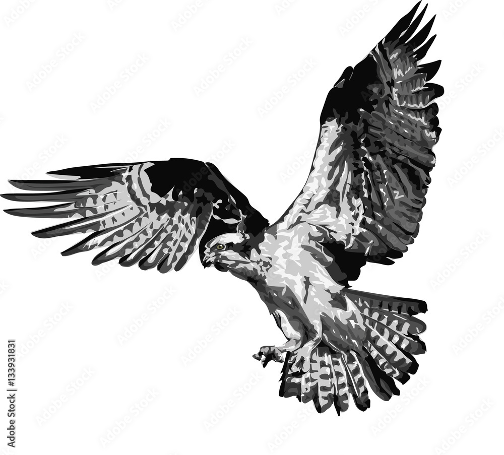 Vector illustration of Osprey - Detailed Realistic Illustration of Bird ...