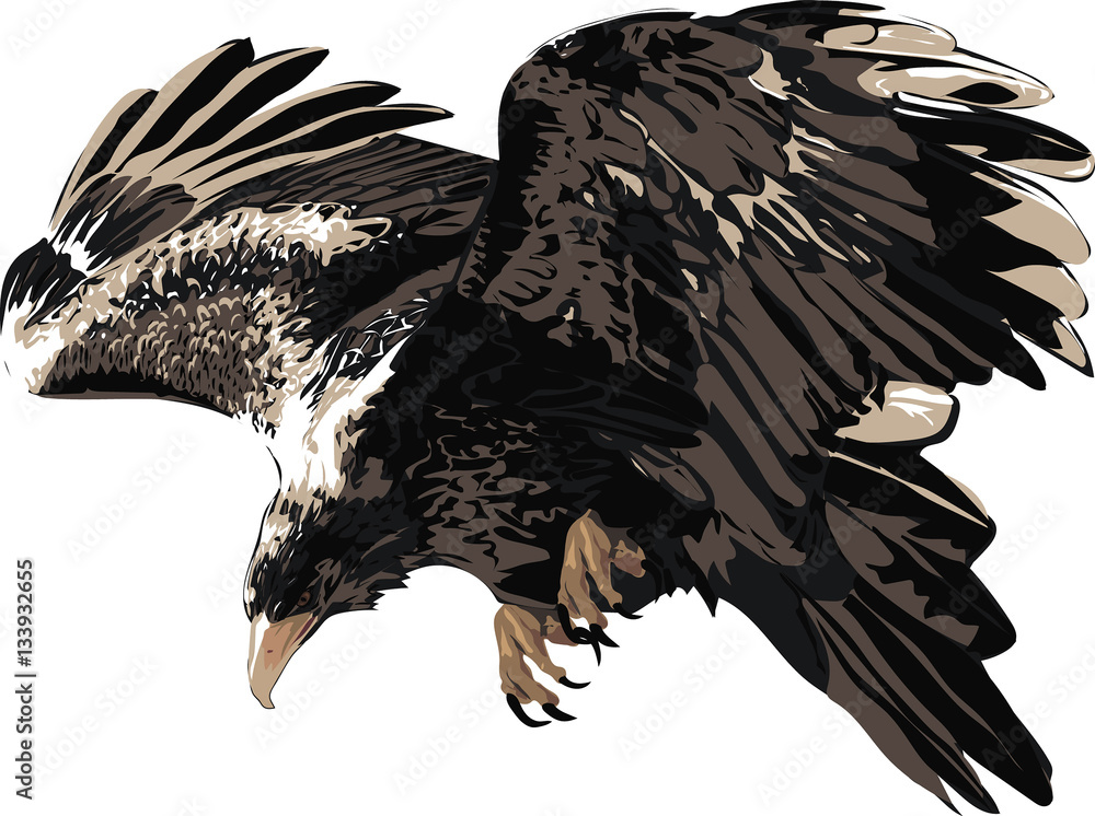 Wedge tailed eagle - Detailed Realistic Illustration of Bird Isolated ...