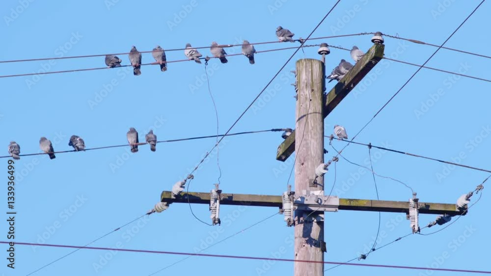 Flock of Pigeon Birds Sitting on a Wire by Power Line Pole with Blue ...