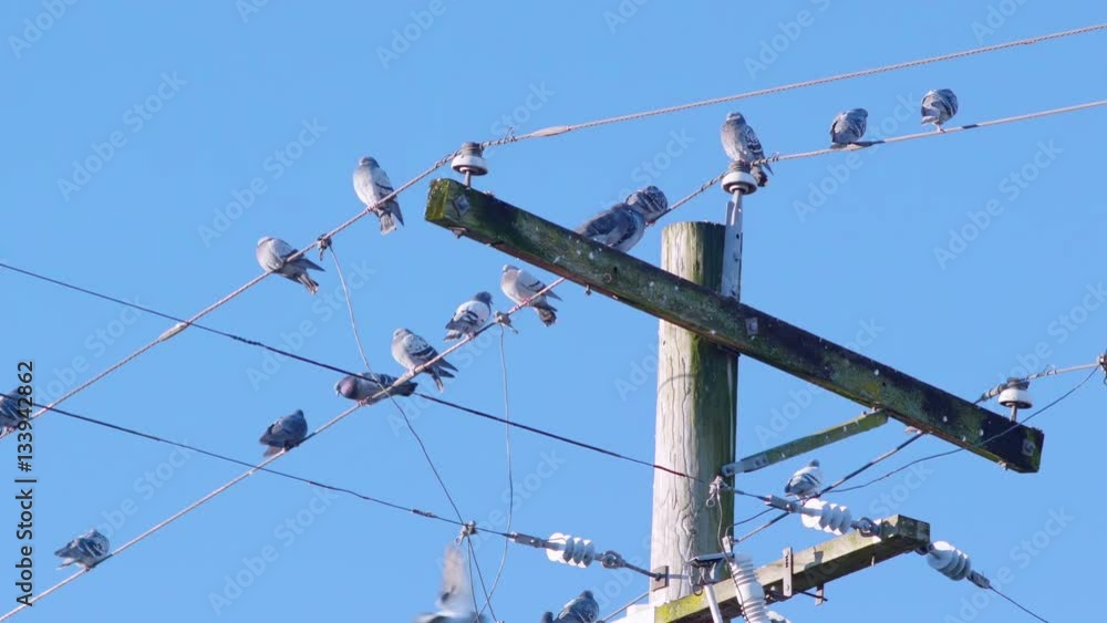 Group of Pigeon Birds Sitting on a City Power Line Pole and Wire Stock ...