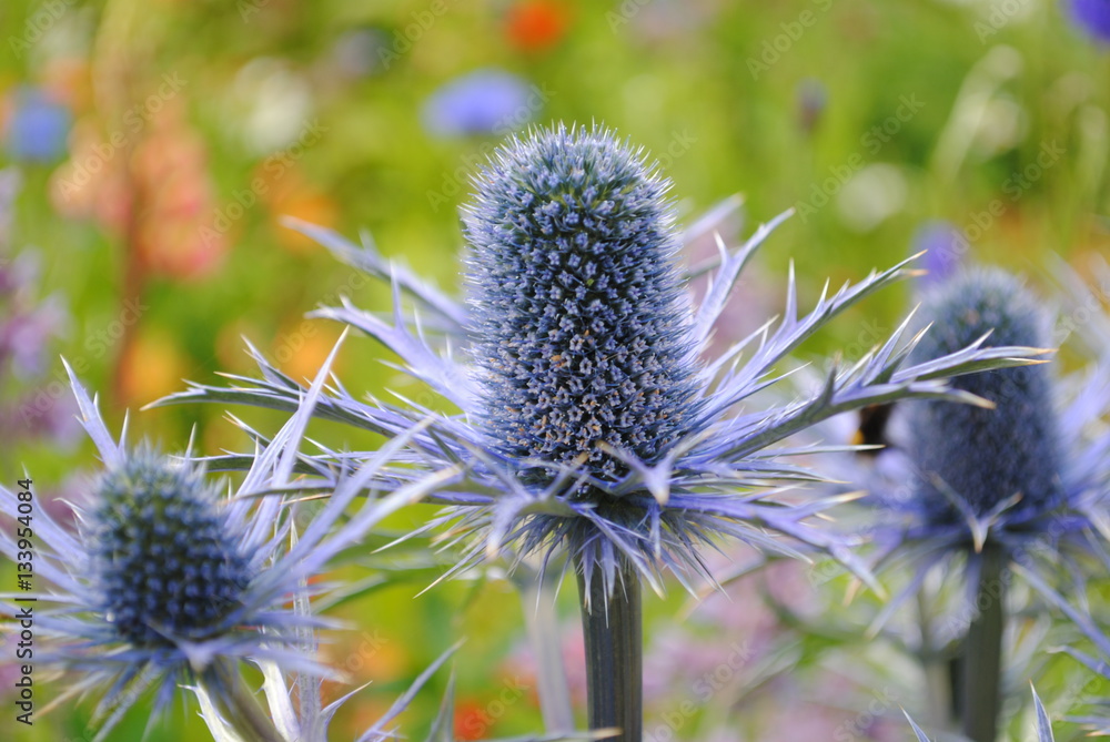 Scottish Blue Thistle