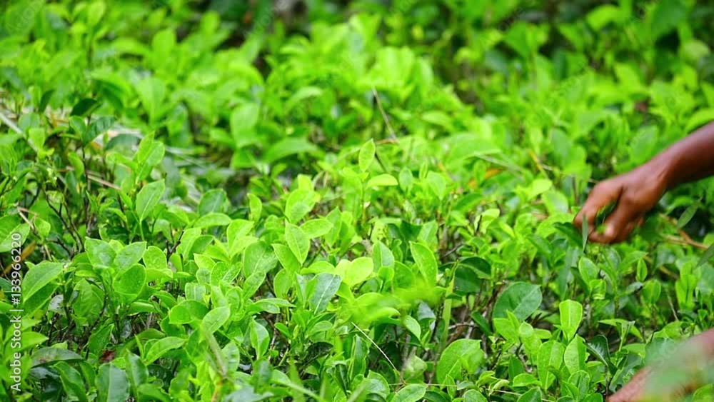 Harvesting tea leaves in rural Sri Lanka close up video Stock Video ...