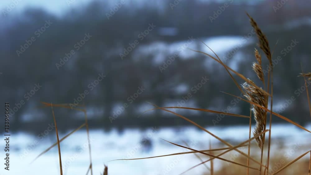 Winter landscape. Dry feather grass growing on white background desert ...