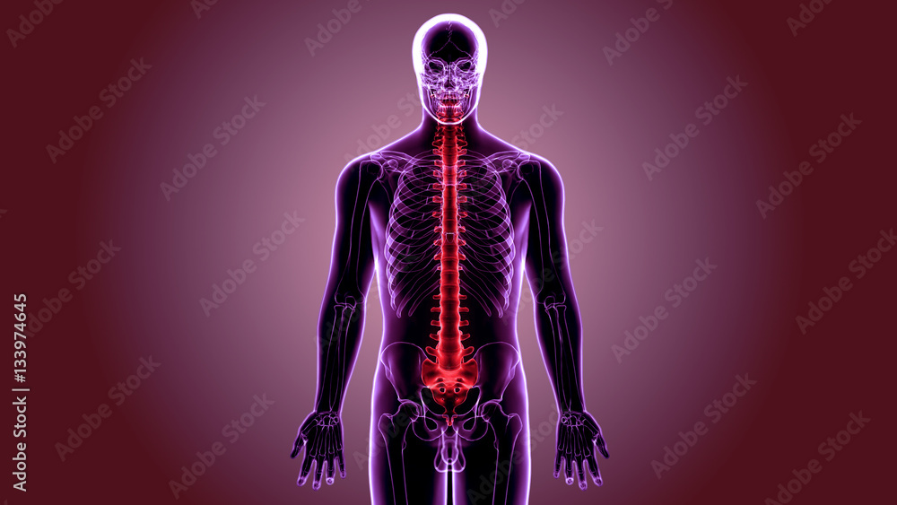 3d rendered anatomy illustration of a human spine Stock Illustration ...
