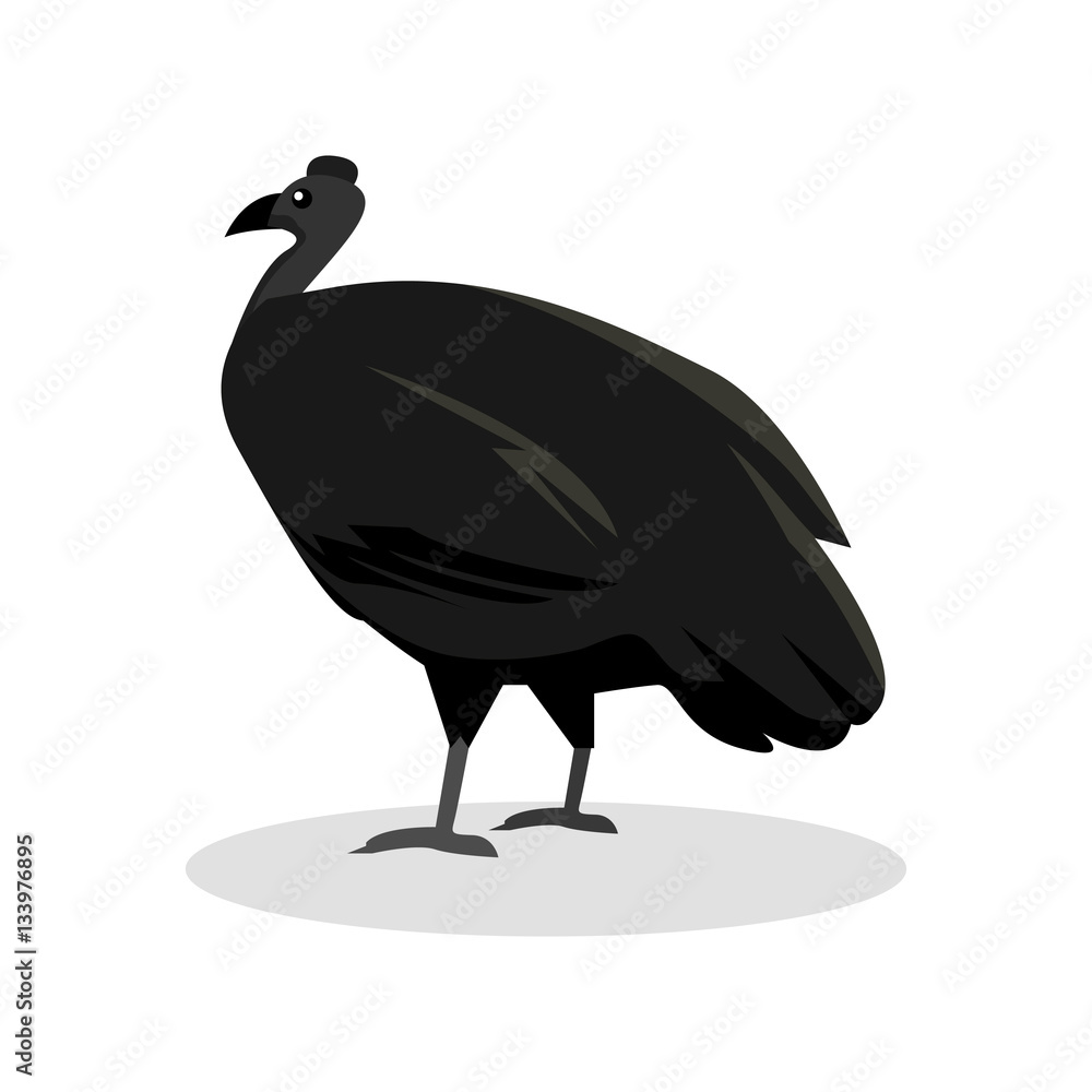 cassowary color illustration design Stock Vector | Adobe Stock