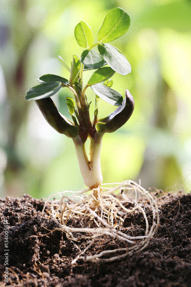 Seedlings of peanut on soil in the Vegetable garden. Stock Photo ...