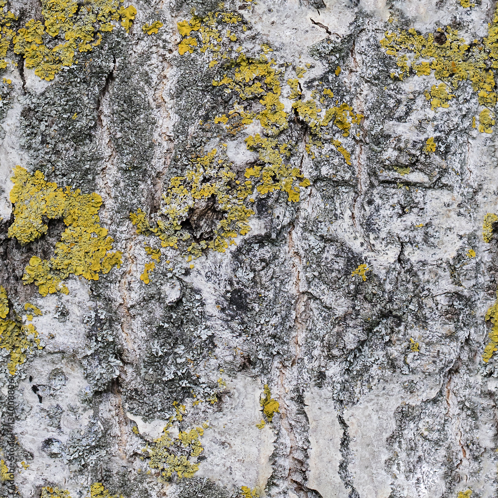 tree bark texture, seamless texture , big resolution, tile Stock Photo ...