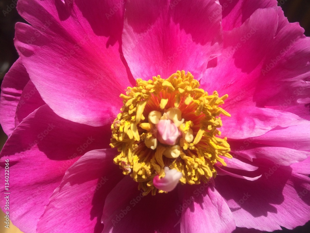 Puple Blossom Stock Photo | Adobe Stock